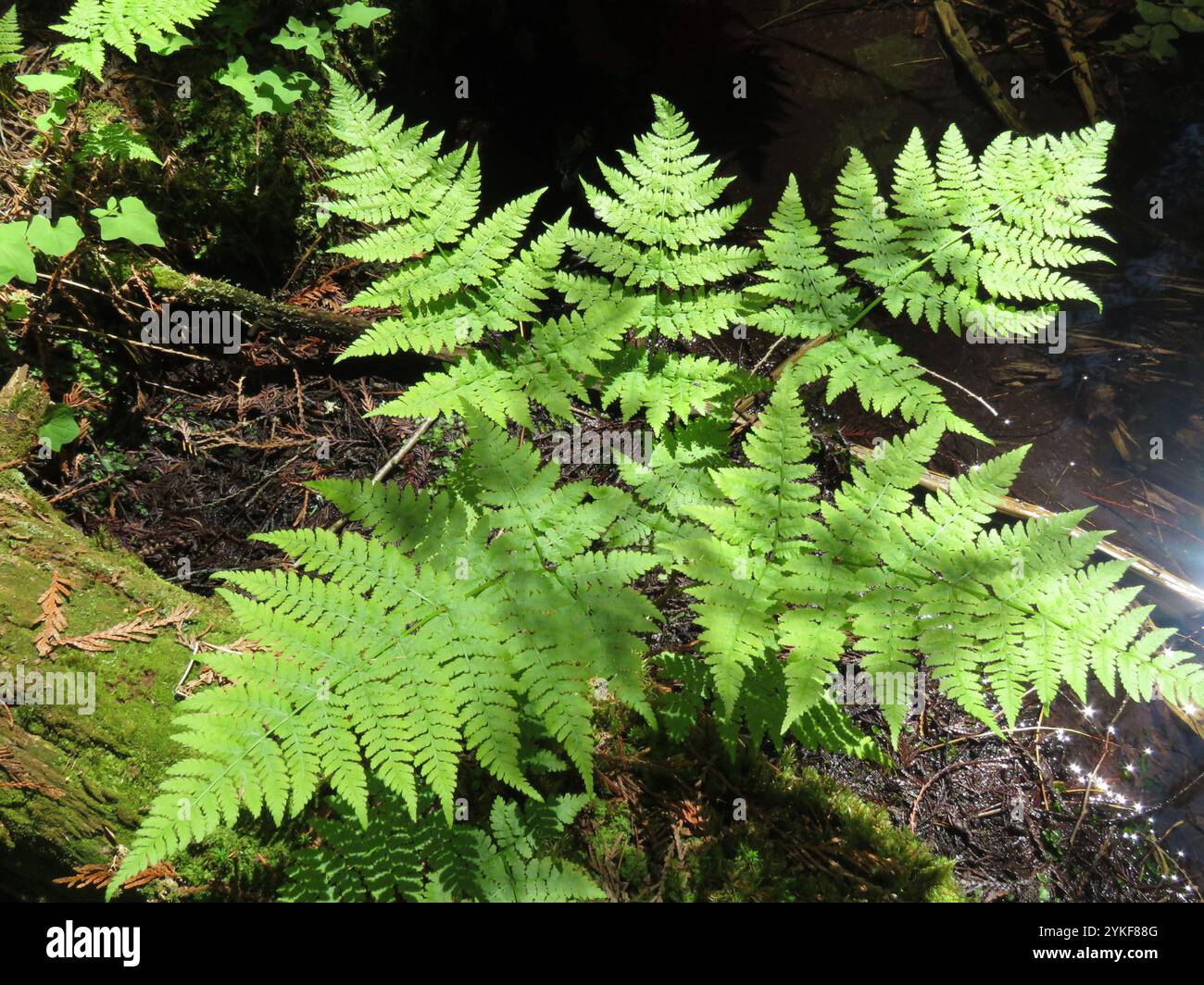 spreading wood fern (Dryopteris expansa Stock Photo - Alamy