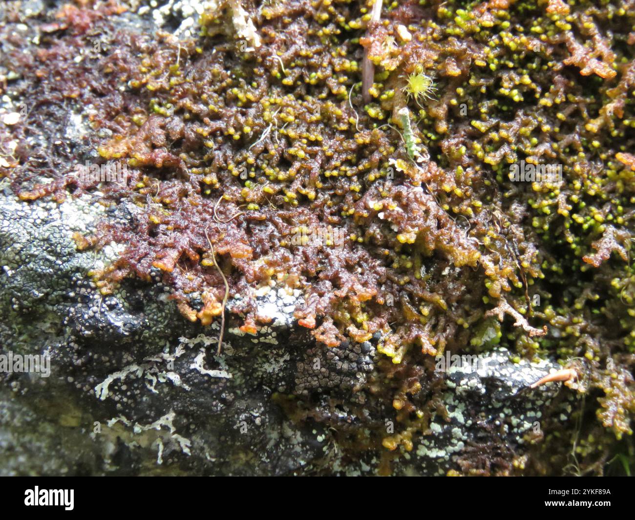 Northern Naugehyde Liverwort (Ptilidium ciliare Stock Photo - Alamy