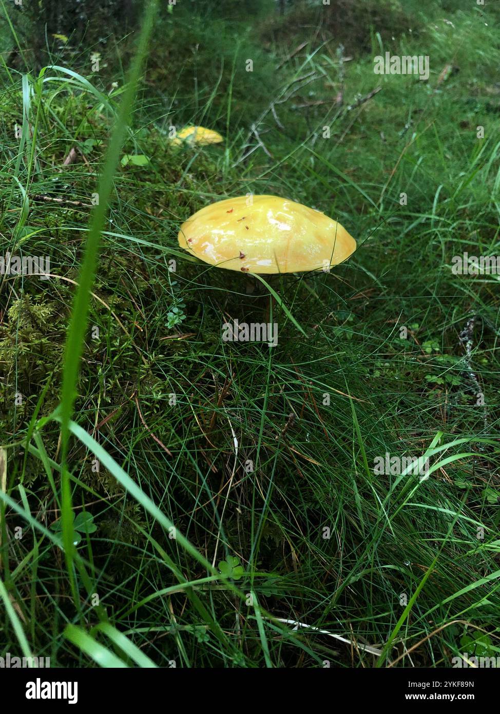 Yellow Swamp Brittlegill (Russula claroflava Stock Photo - Alamy