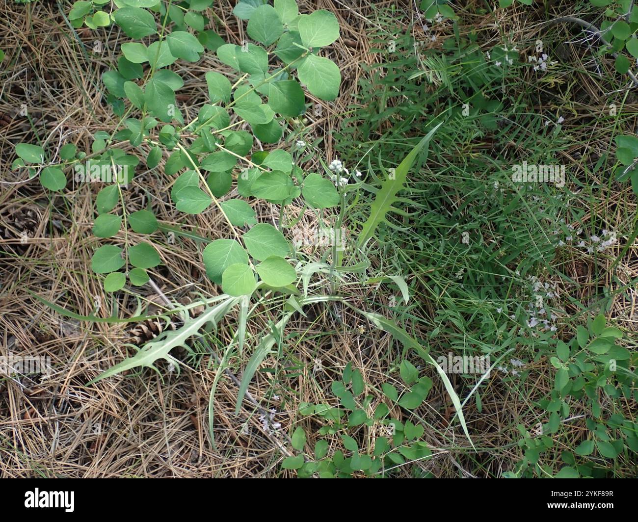 Slender Hawksbeard (Crepis atribarba Stock Photo - Alamy