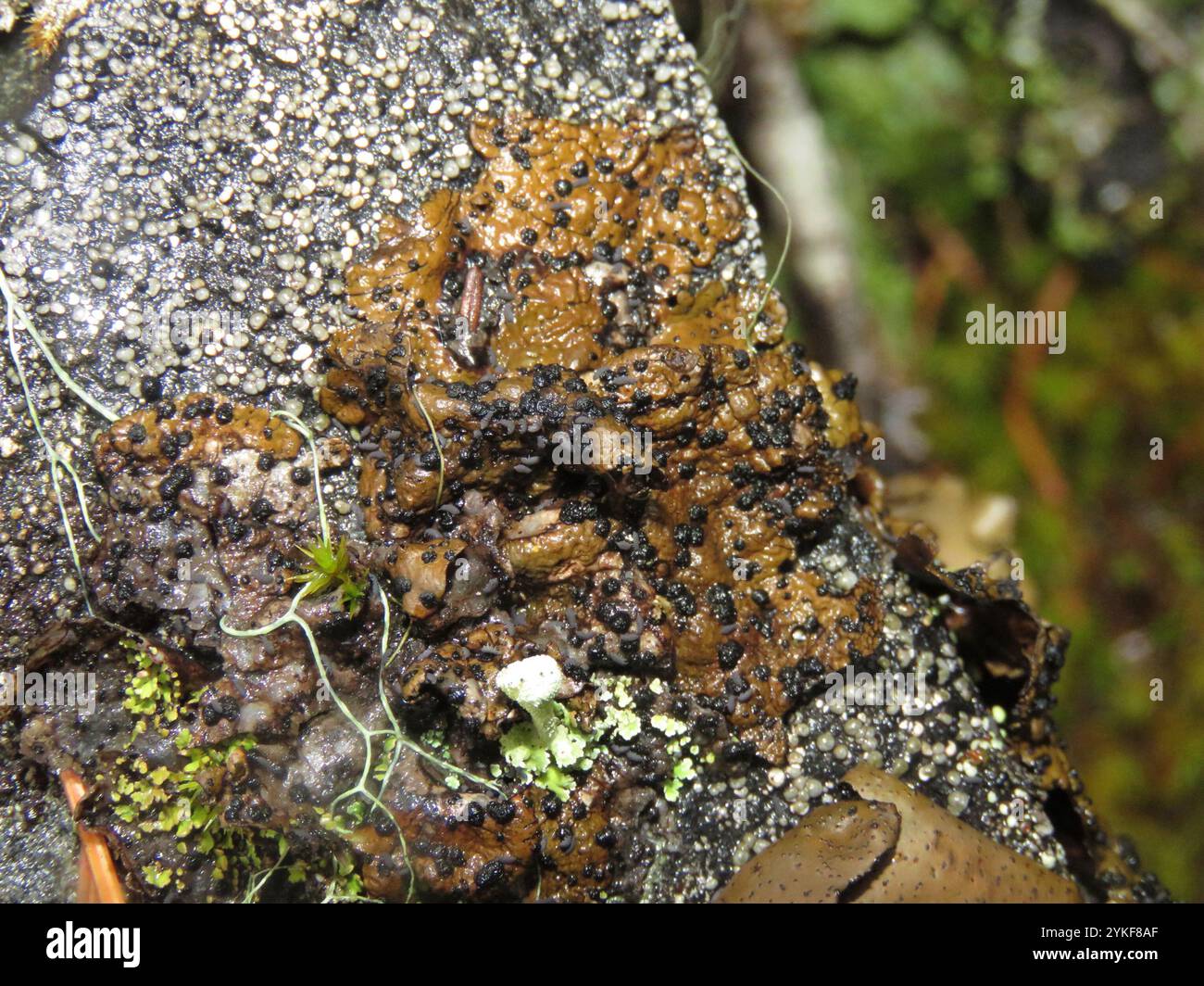common lichens (Lecanoromycetes Stock Photo - Alamy