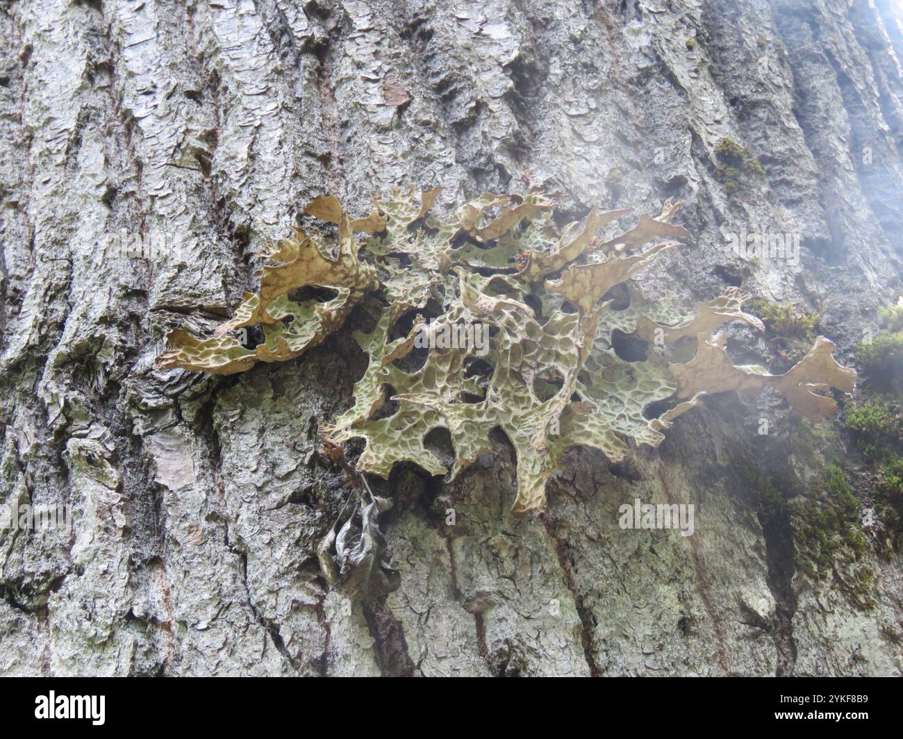Tree Lungwort (Lobaria pulmonaria Stock Photo - Alamy
