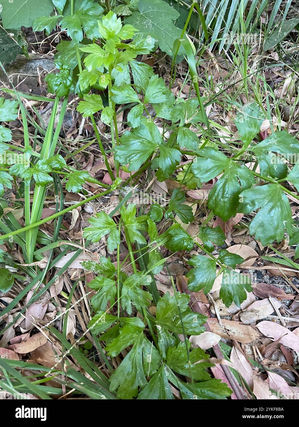 carrot family (Apiaceae Stock Photo - Alamy