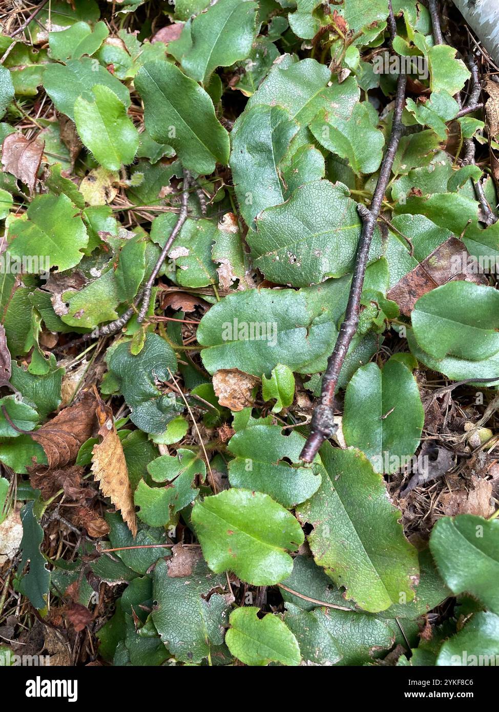 Epigaea repens hi-res stock photography and images - Alamy