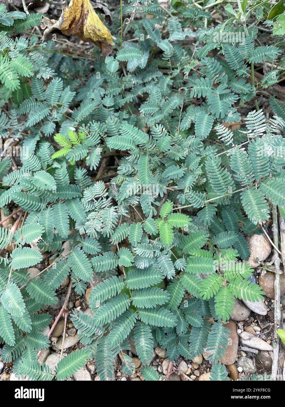 Yellow Puff (Neptunia lutea Stock Photo - Alamy