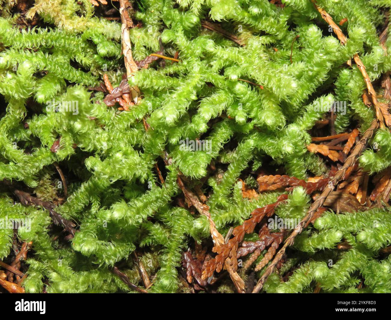 Pipecleaner Moss (Rhytidiopsis robusta Stock Photo - Alamy