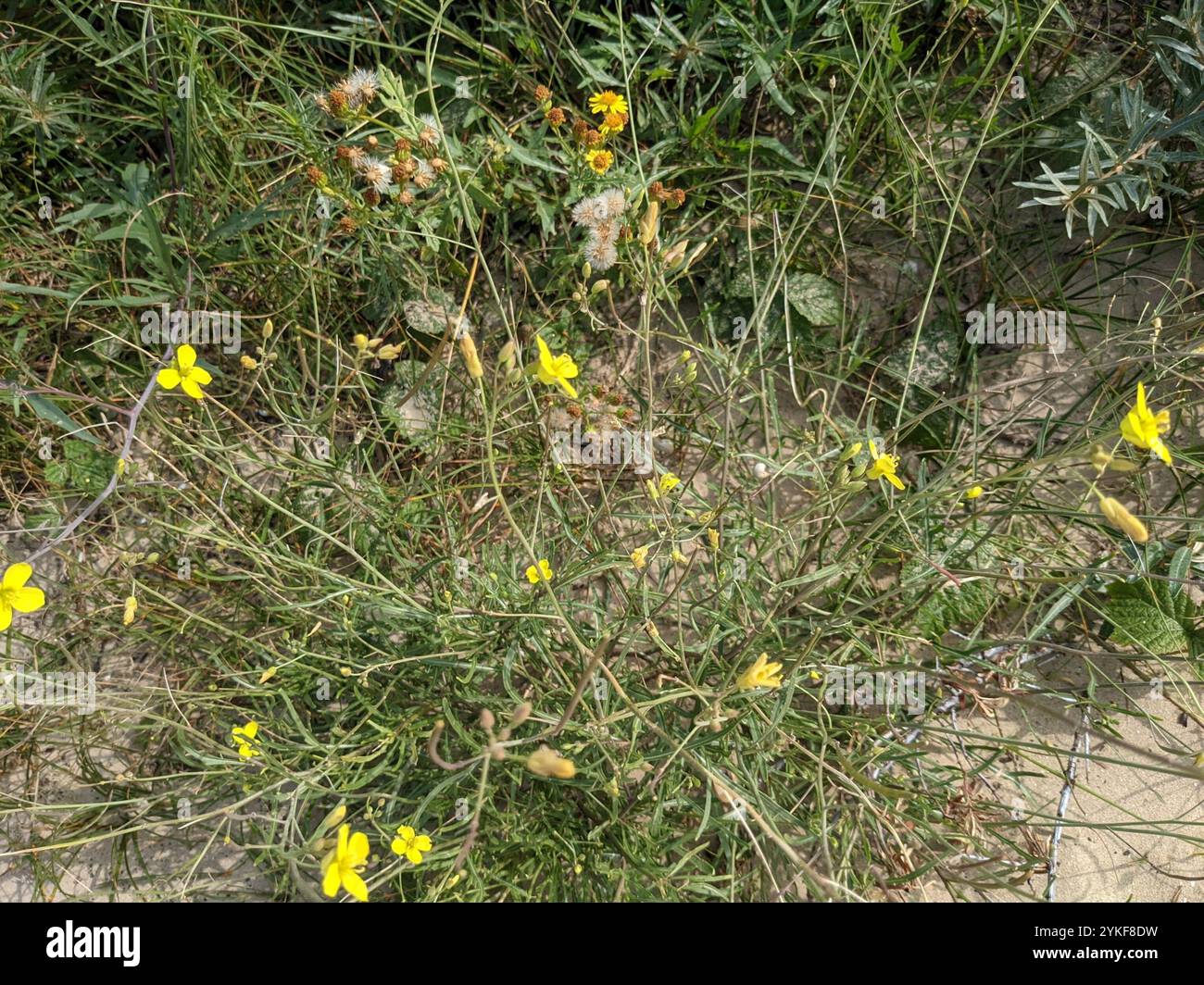 Perennial Wall-rocket (Diplotaxis tenuifolia Stock Photo - Alamy