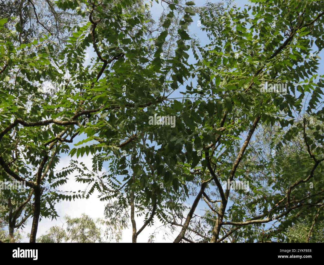 ardusi (Ailanthus excelsa Stock Photo - Alamy