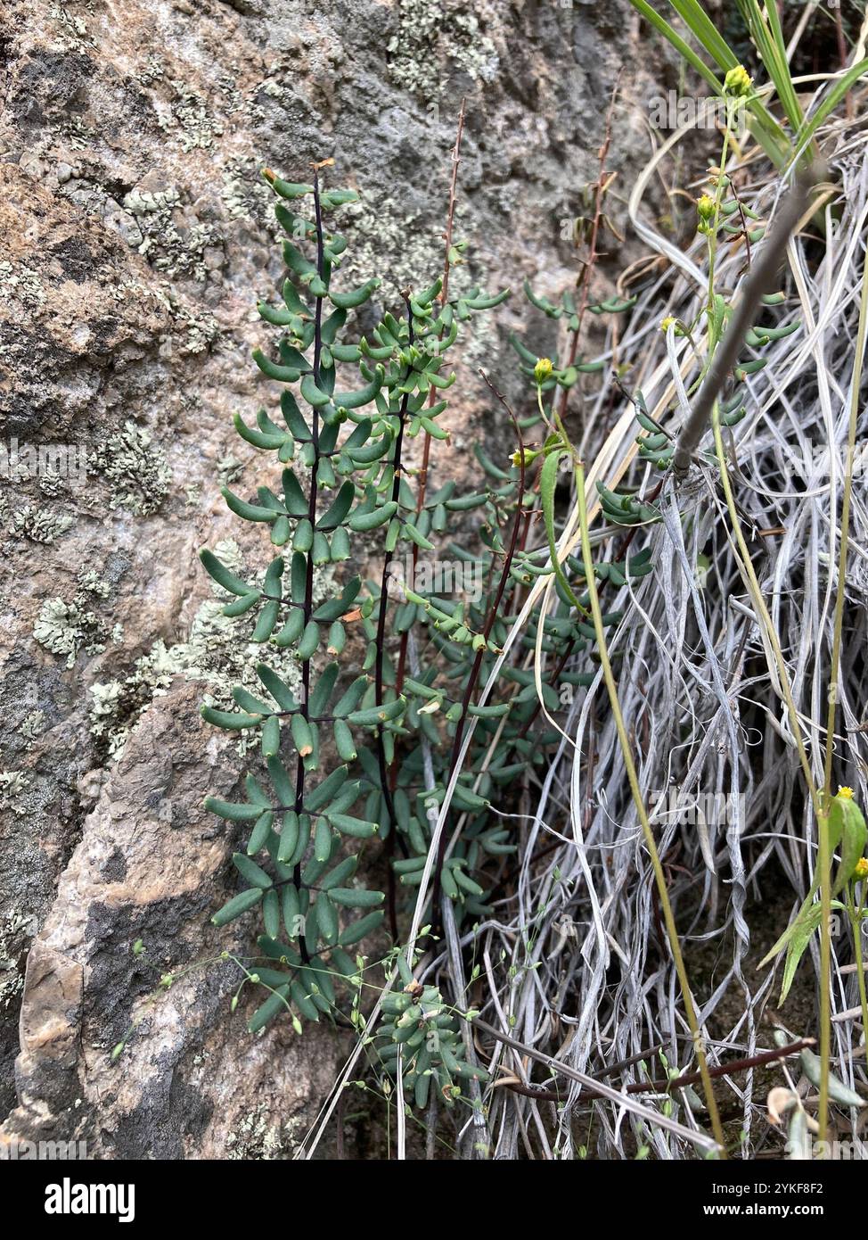 Wright's cliffbrake (Pellaea wrightiana Stock Photo - Alamy