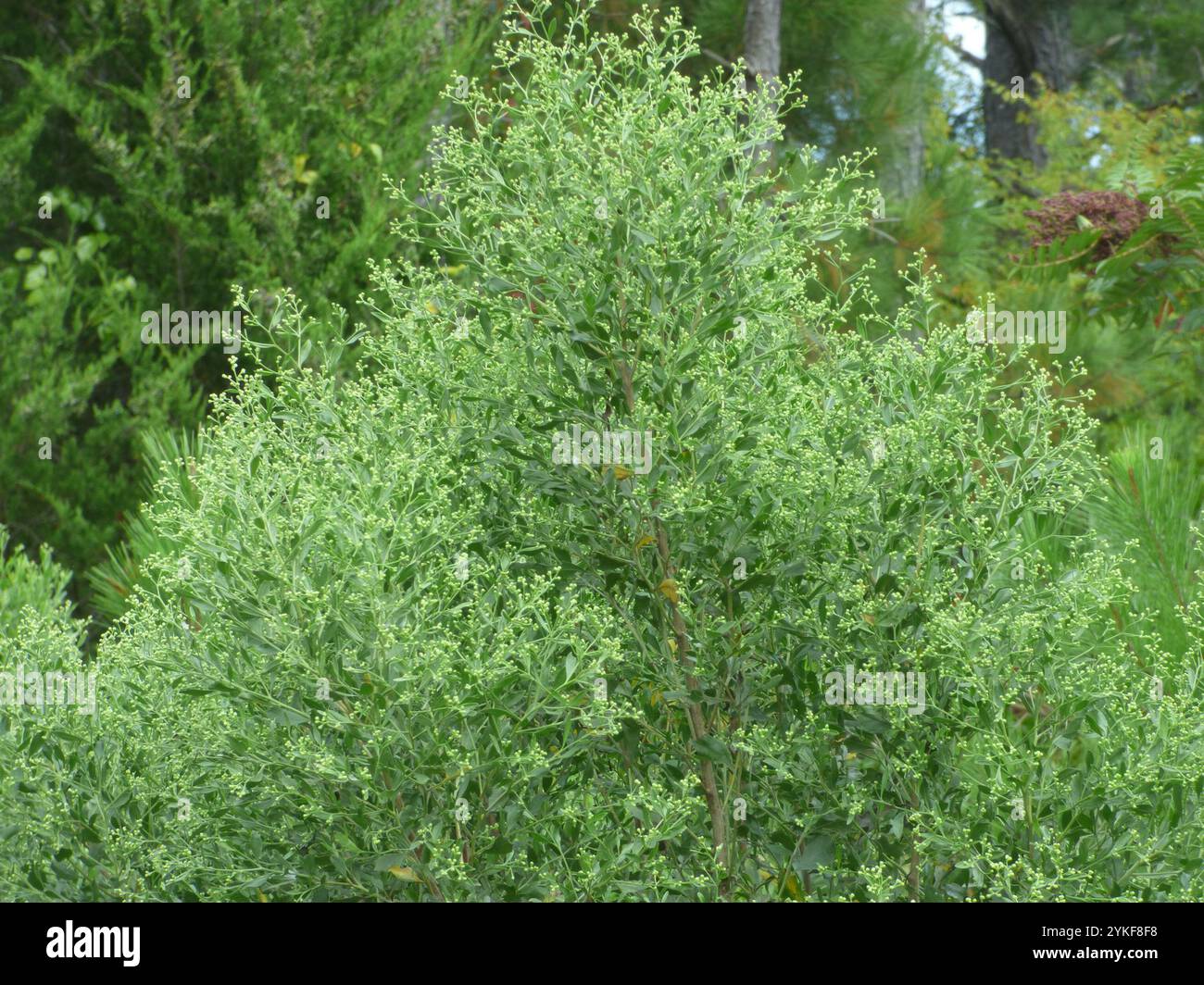 groundsel tree (Baccharis halimifolia Stock Photo - Alamy