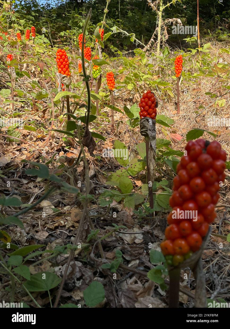 Italian arum (Arum italicum Stock Photo - Alamy
