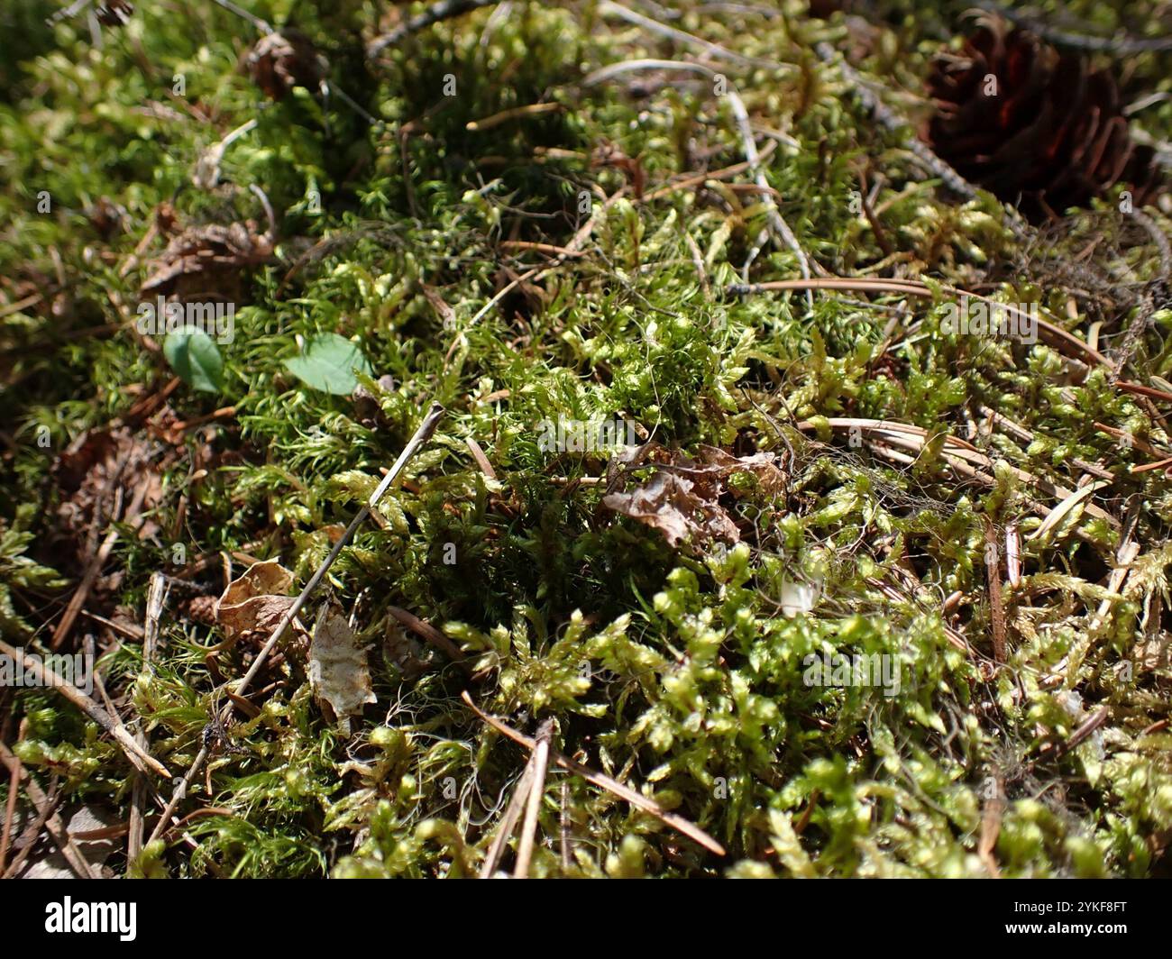 big red stem moss (Pleurozium Stock Photo - Alamy