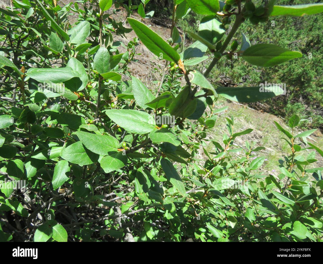 Canadian buffalo-berry (Shepherdia canadensis Stock Photo - Alamy