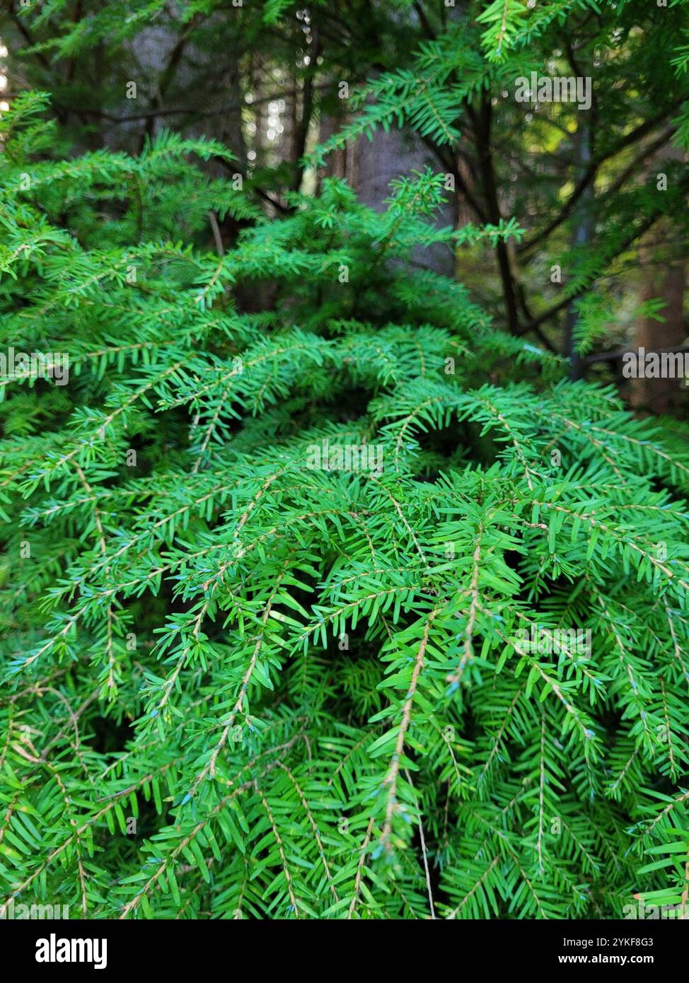 western hemlock (Tsuga heterophylla Stock Photo - Alamy