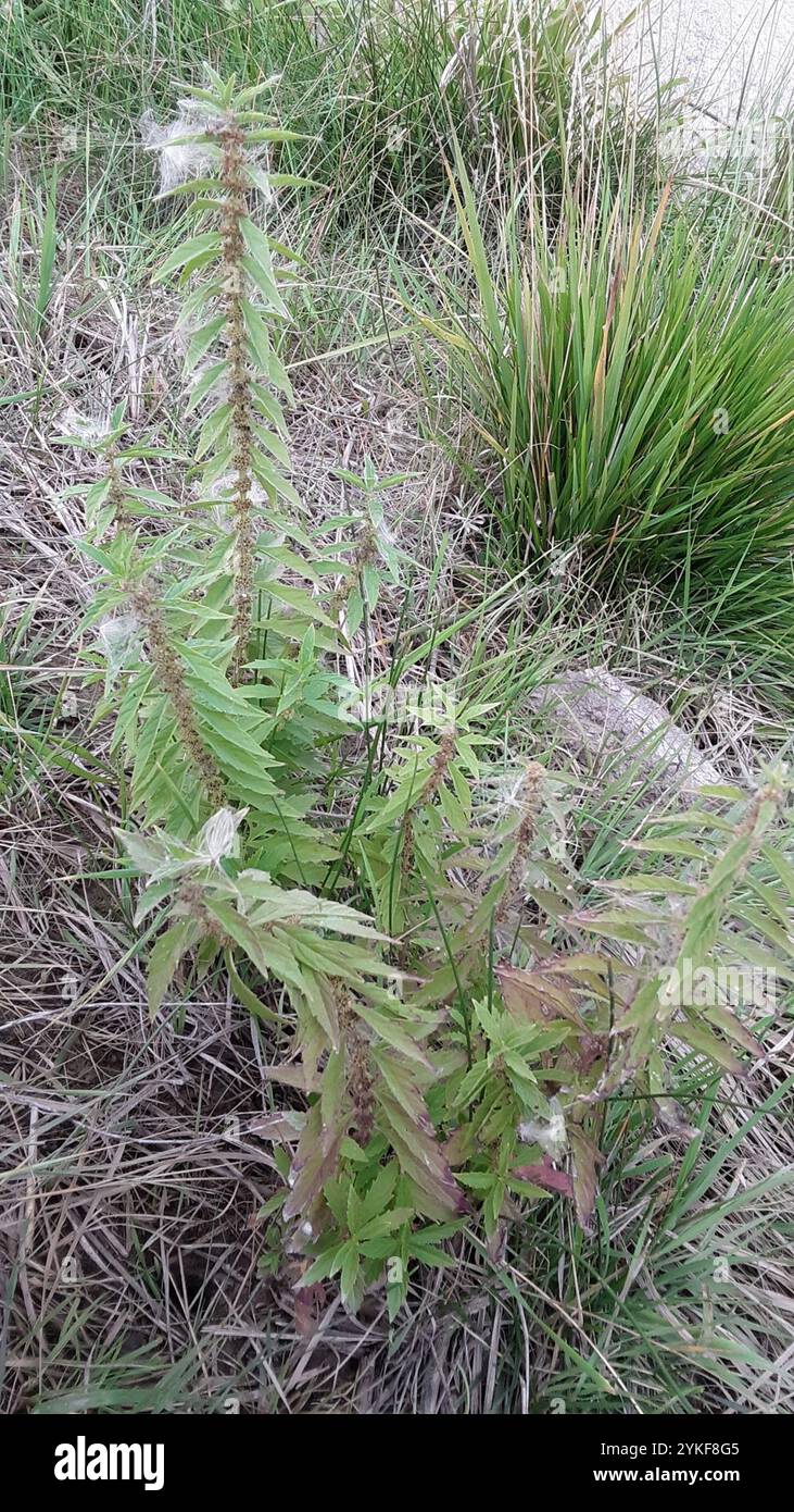 Rough Bugleweed (Lycopus asper Stock Photo - Alamy