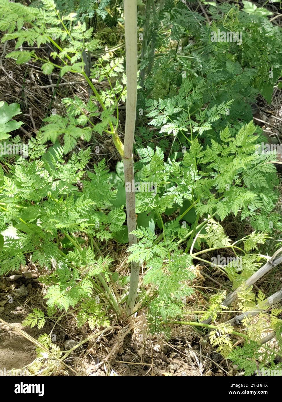 carrot family (Apiaceae Stock Photo - Alamy