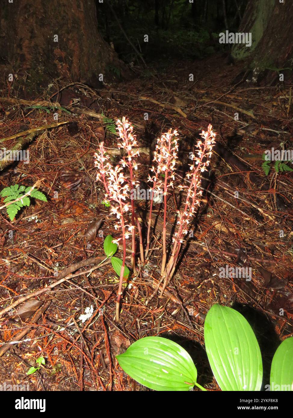 Western spotted coralroot (Corallorhiza maculata occidentalis Stock ...