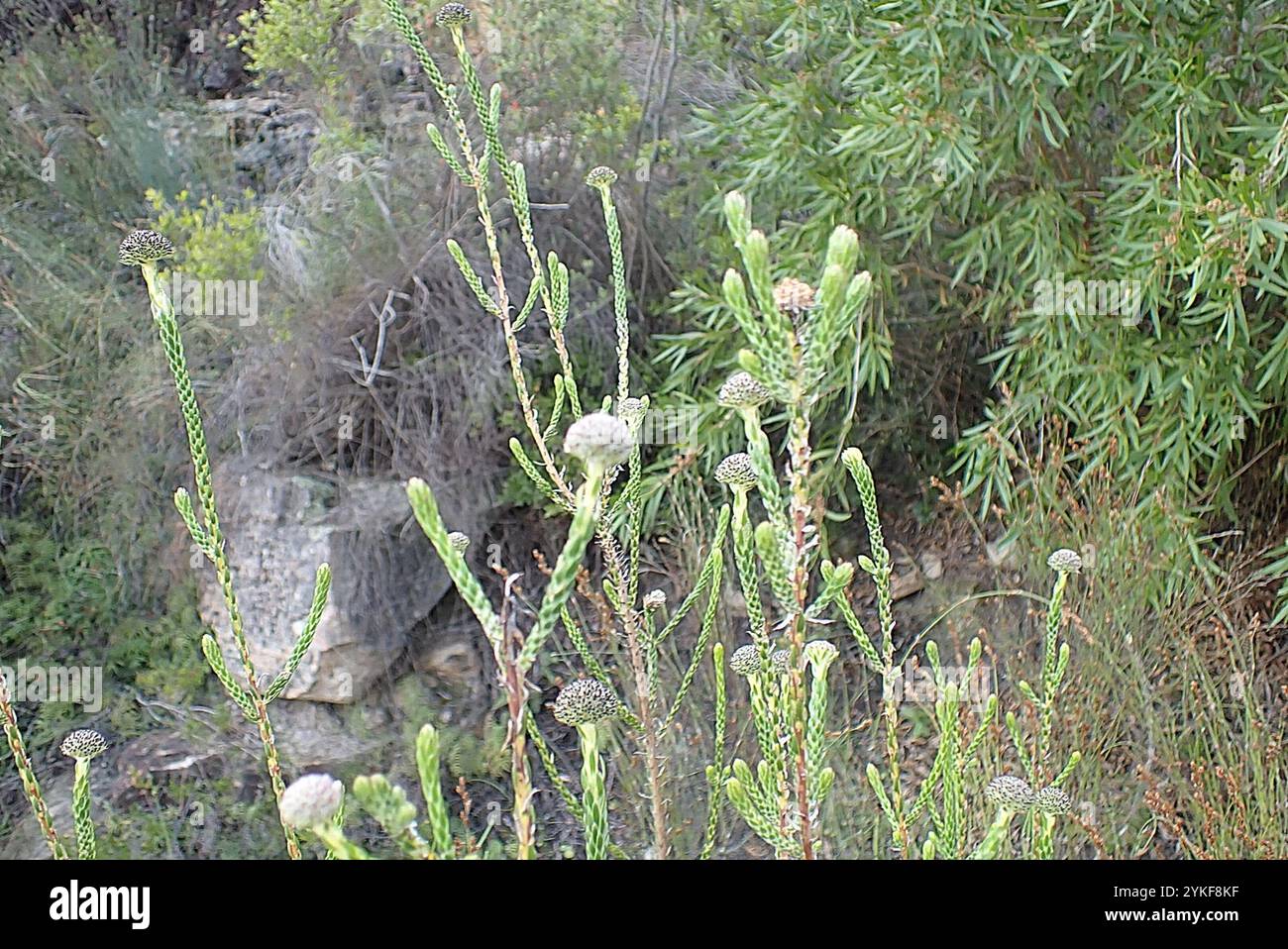 African Stoebe (Stoebe aethiopica Stock Photo - Alamy