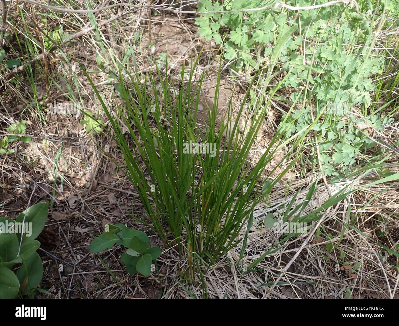 true sedges (Carex Stock Photo - Alamy