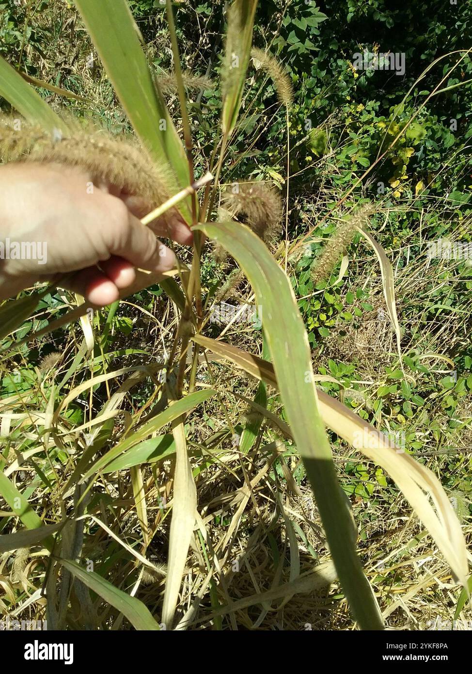 giant foxtail (Setaria faberi Stock Photo - Alamy