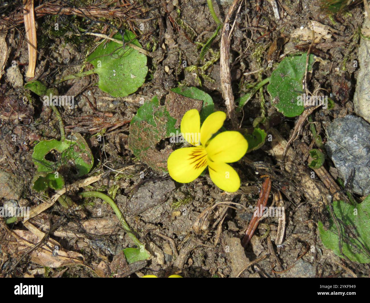 western roundleaf violet (Viola orbiculata Stock Photo - Alamy