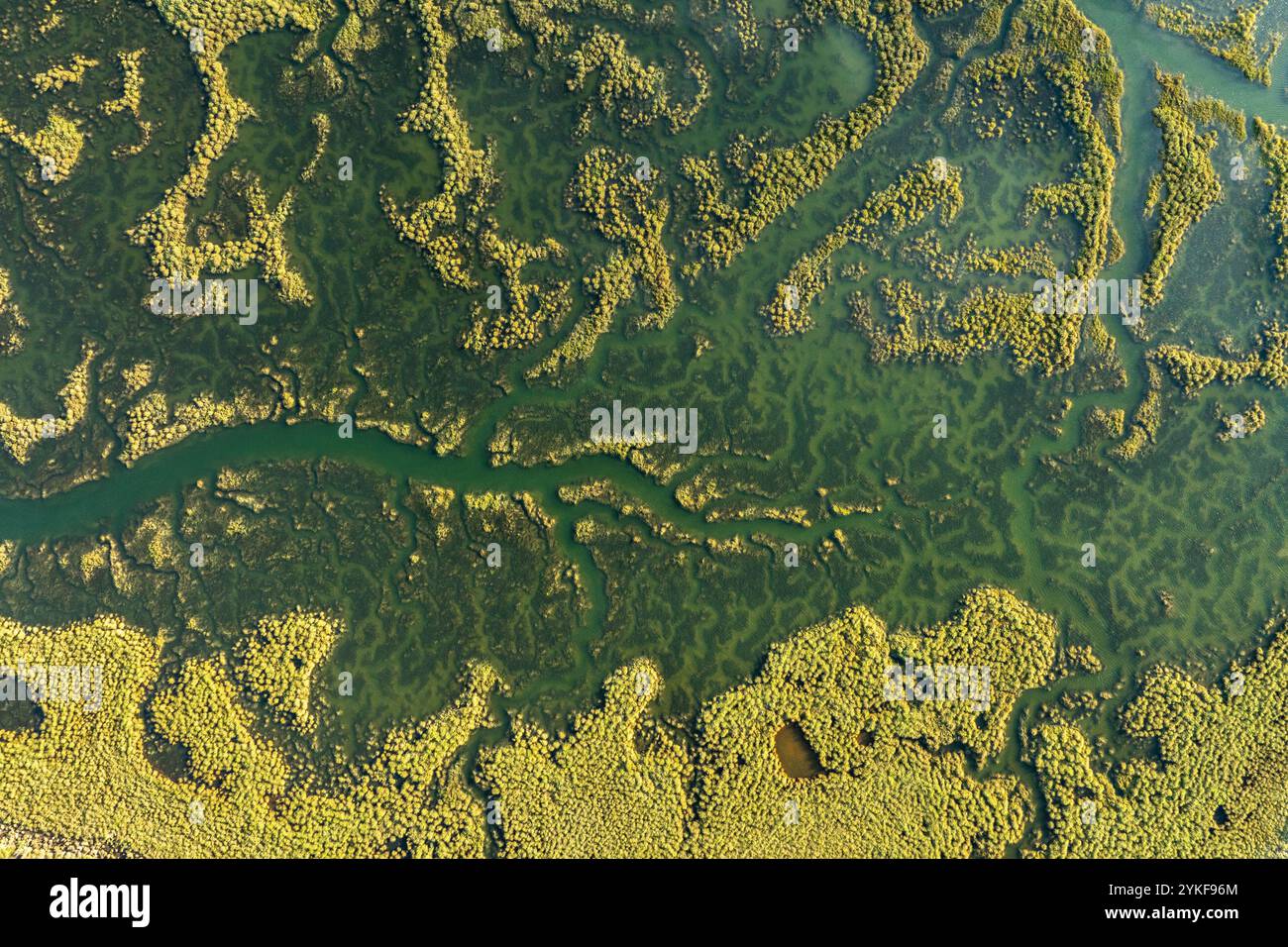 An aerial perspective captures the intricate and lush greenery of ...