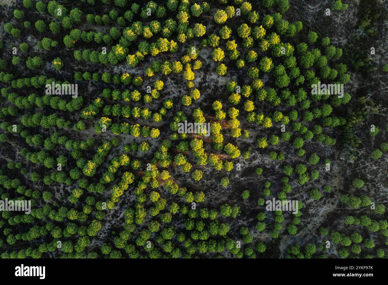 An aerial image showcasing the intricate and lush greenery of a ...