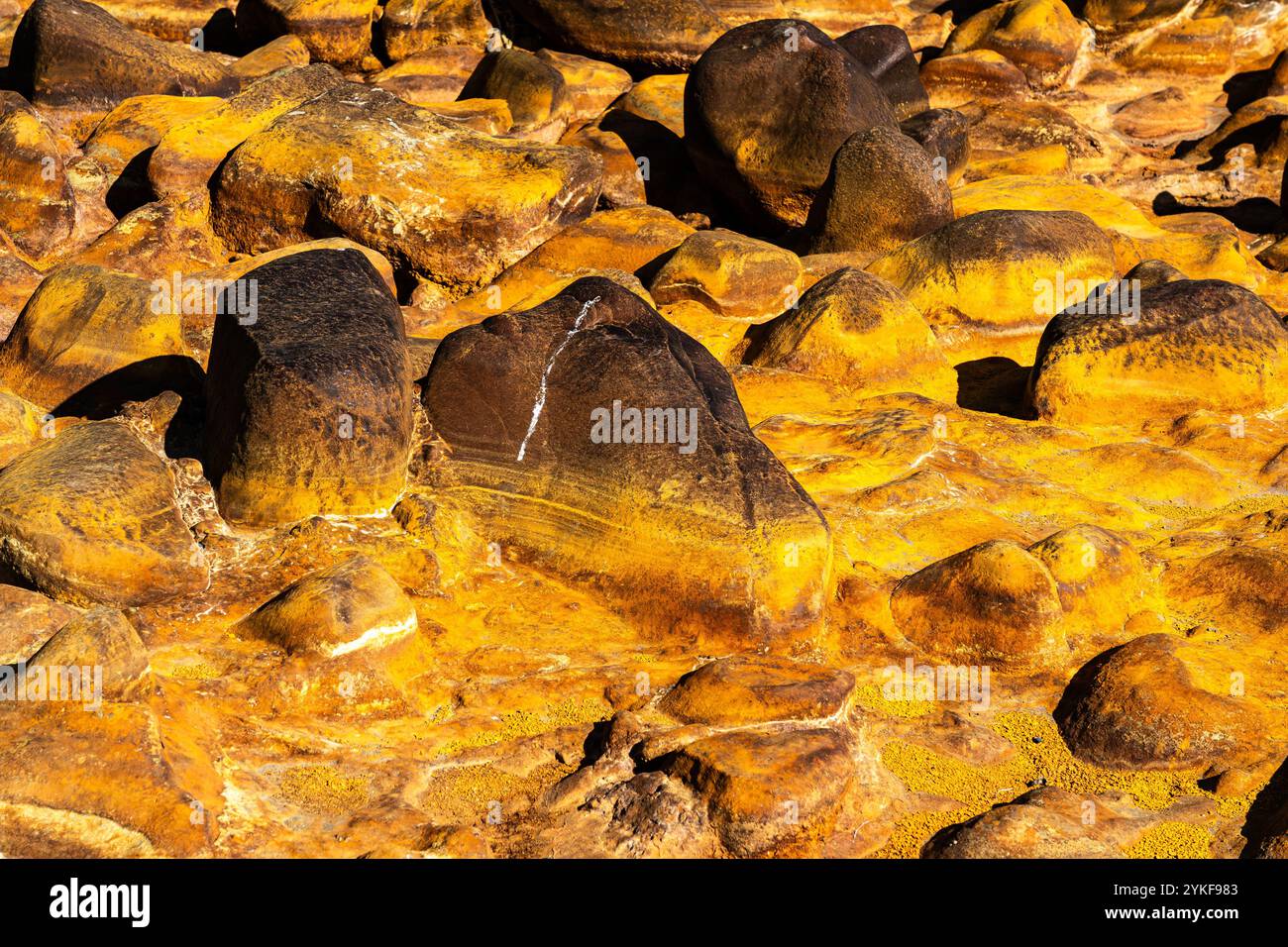 Detailed study showcases hi-res stock photography and images - Alamy