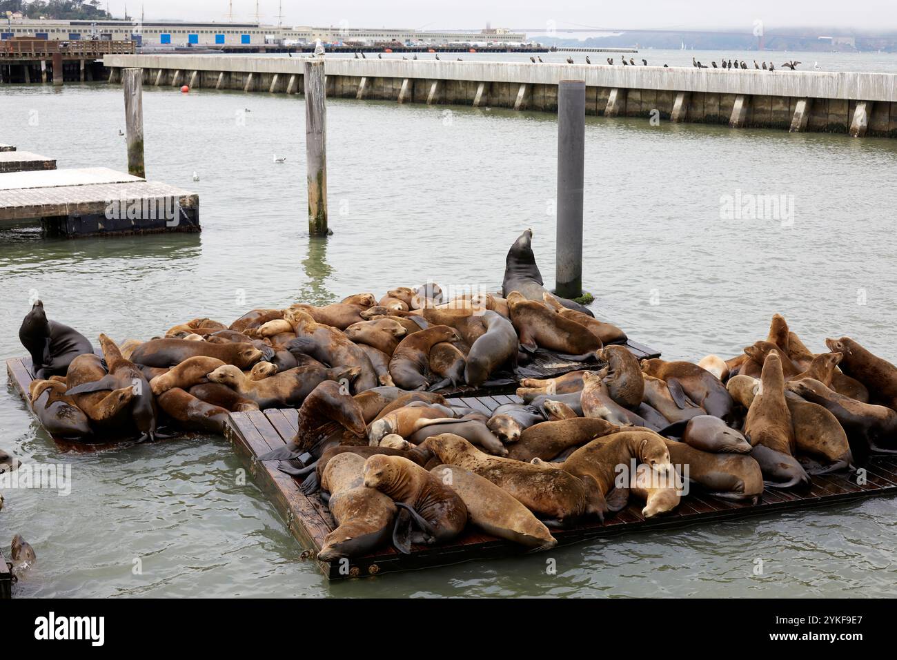 Group of sea lions bask on floating platforms at Pier 39 in San ...