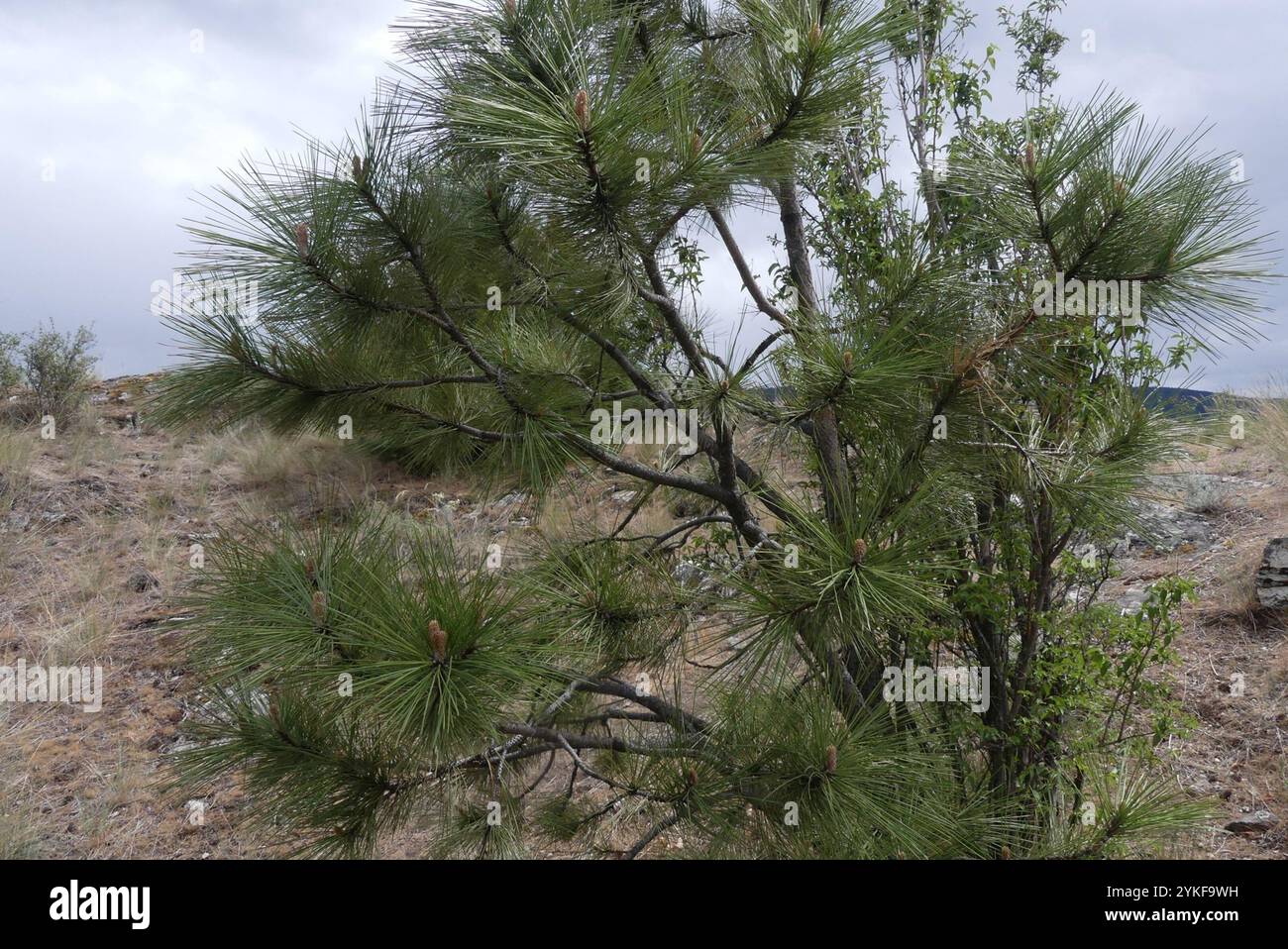 Ponderosa Pine (Pinus ponderosa Stock Photo - Alamy