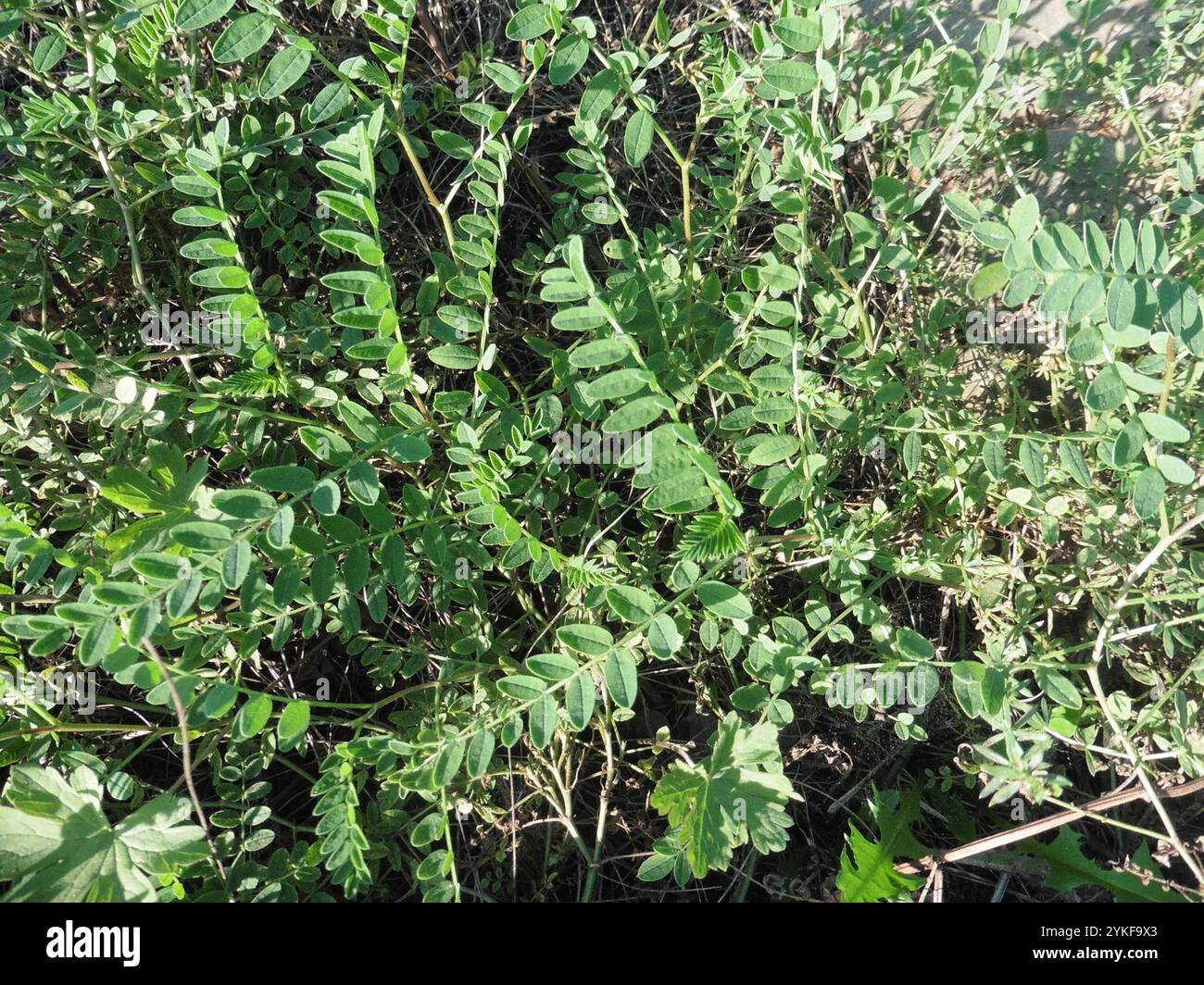 Chickpea Milkvetch (Astragalus cicer Stock Photo - Alamy