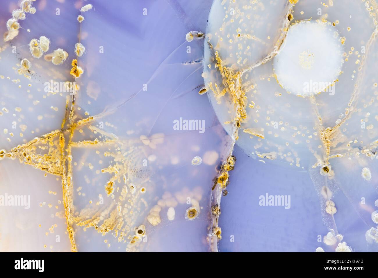 This image captures the delicate details of a Holly Blue Agate ...