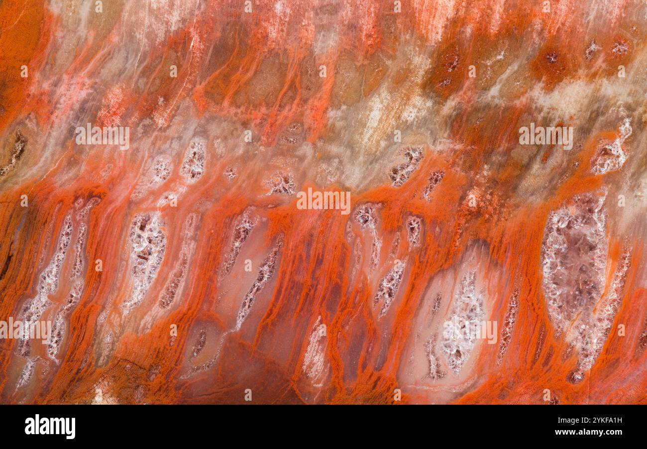 Macrophotograph shows the intricate details of Arizona Petrified Wood ...
