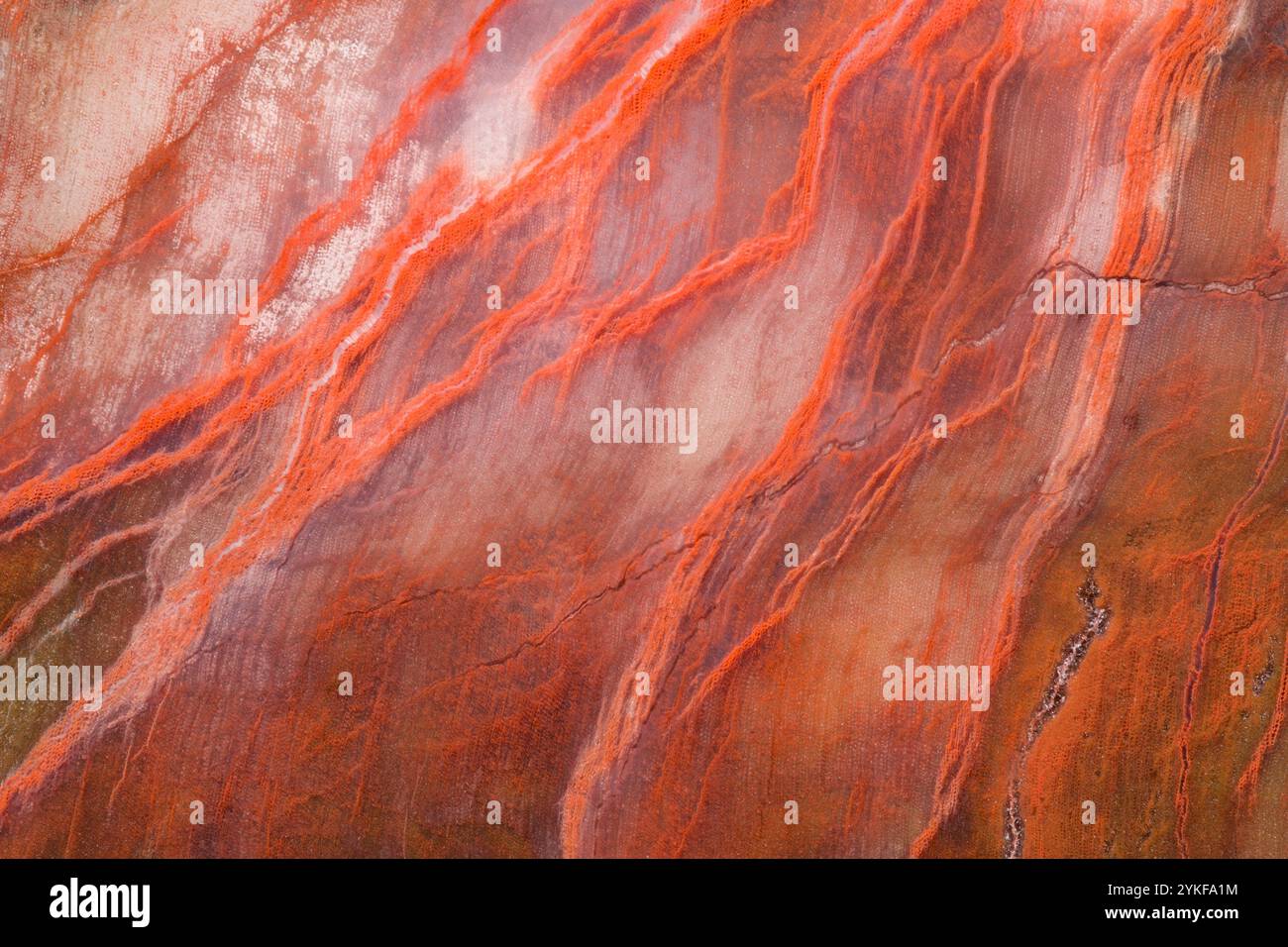 A close-up image showcasing the intricate textures and vivid colors of ...