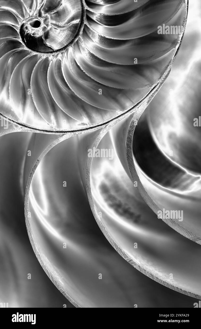 This black and white close-up of a nautilus shell showcases its ...