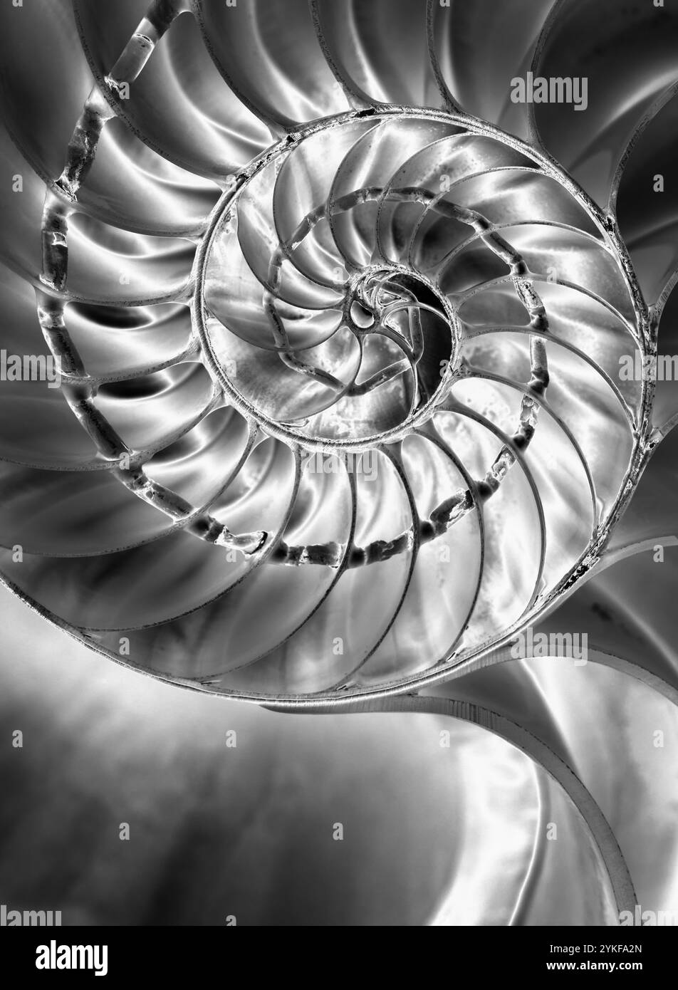 A striking black and white image of a nautilus shell, capturing its ...