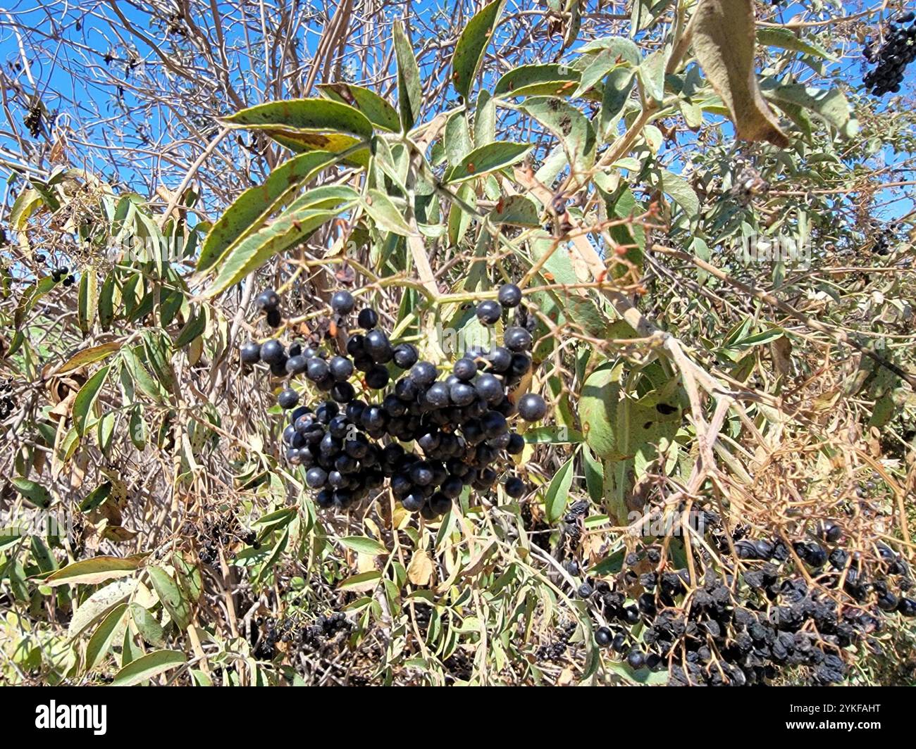blue elder (Sambucus cerulea Stock Photo - Alamy