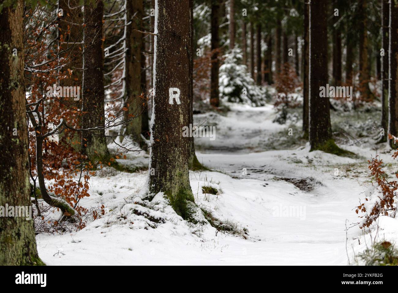 Schmiedefeld Am Rennsteig, Germany. 18th Nov, 2024. The Rennsteig in ...