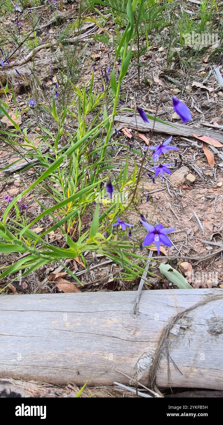 nodding blue lily (Stypandra glauca Stock Photo - Alamy