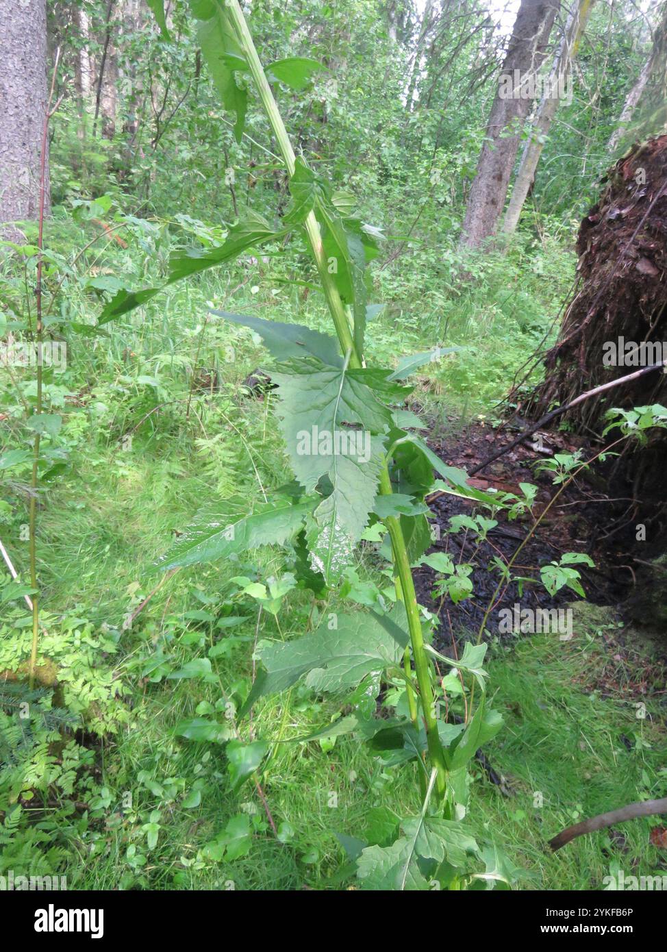 Arrowleaf Senecio (Senecio triangularis Stock Photo - Alamy