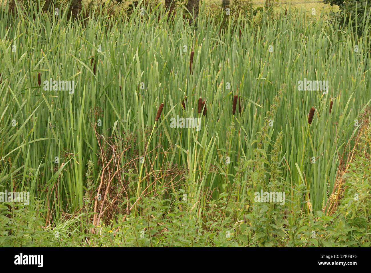broadleaf cattail (Typha latifolia Stock Photo - Alamy