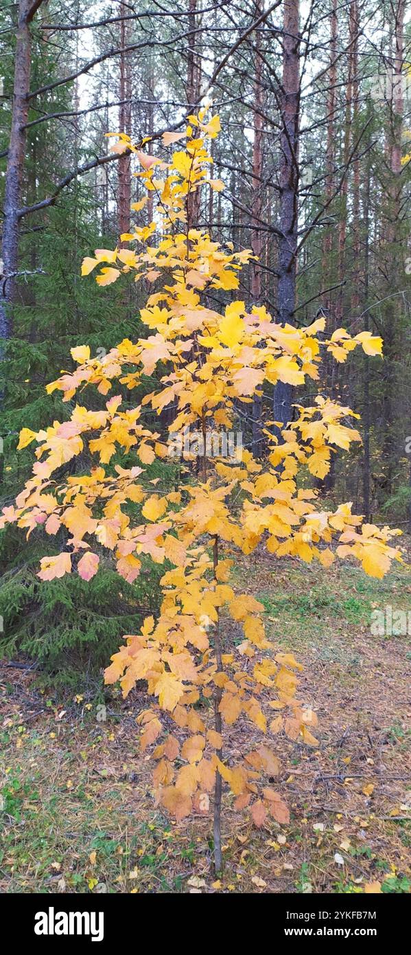 Red Hawthorn (Crataegus sanguinea Stock Photo - Alamy