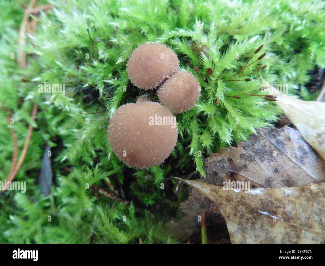 Pear-shaped Puffball (Apioperdon pyriforme Stock Photo - Alamy
