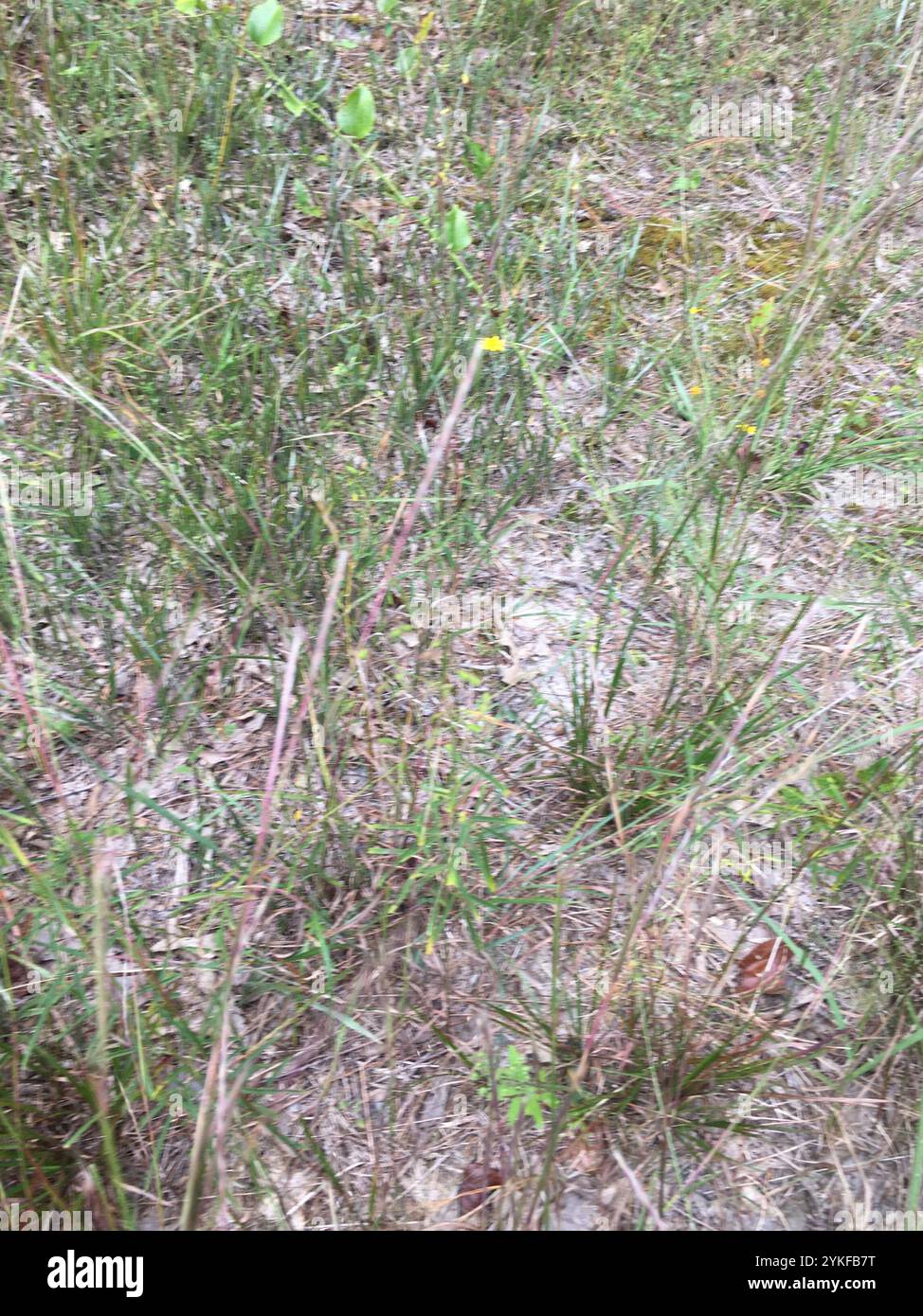 Pine Barren Ticktrefoil (Desmodium strictum Stock Photo - Alamy