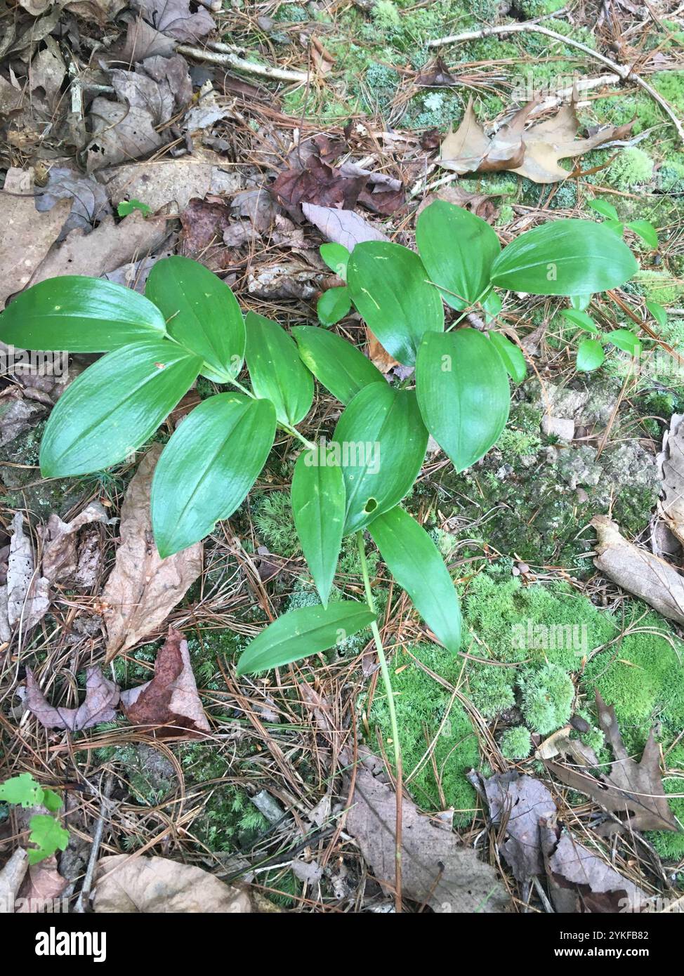 Appalachian bellwort (Uvularia puberula Stock Photo - Alamy