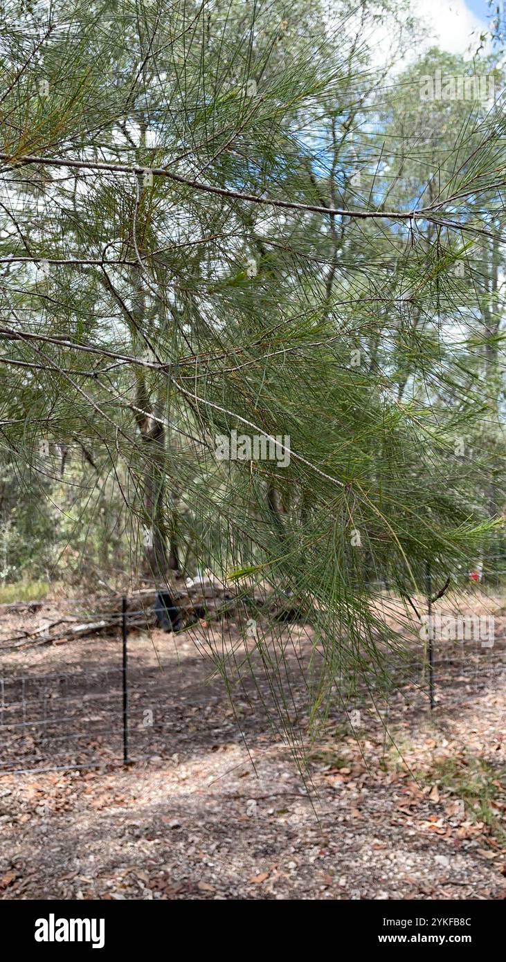 Sheoaks hi-res stock photography and images - Alamy