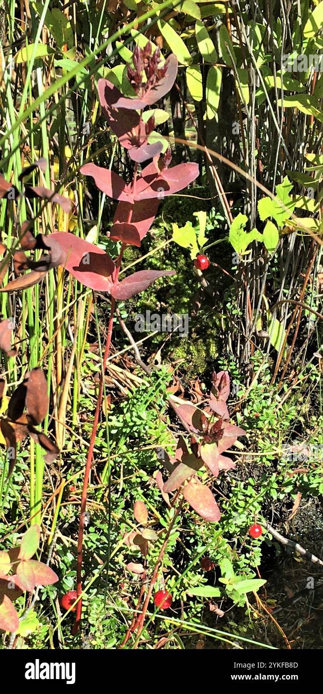 Virginia marsh St. John's-wort (Hypericum virginicum Stock Photo - Alamy