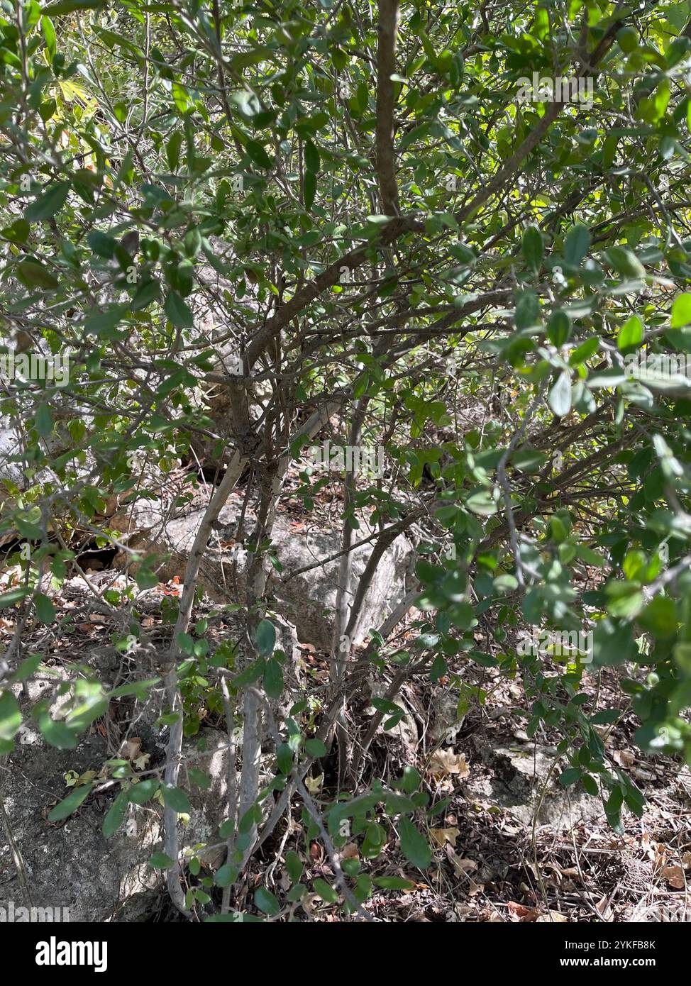 Texas Persimmon (Diospyros texana Stock Photo - Alamy