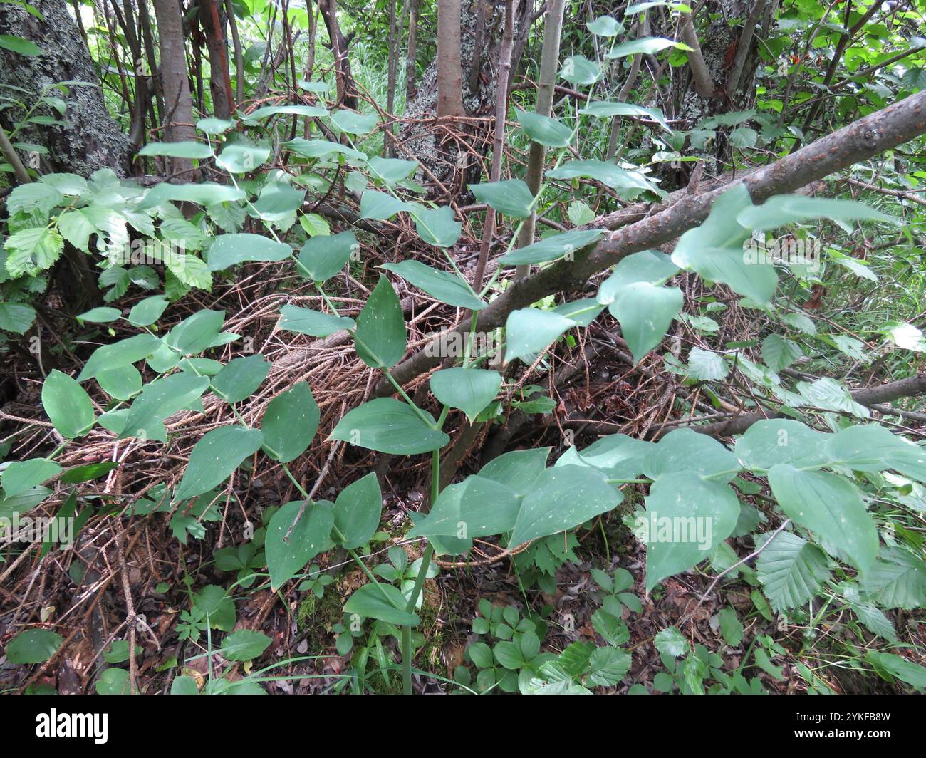 white twisted-stalk (Streptopus amplexifolius Stock Photo - Alamy