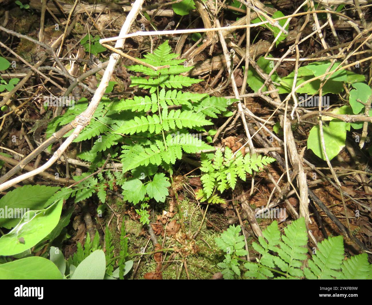 wood ferns (Dryopteris Stock Photo - Alamy
